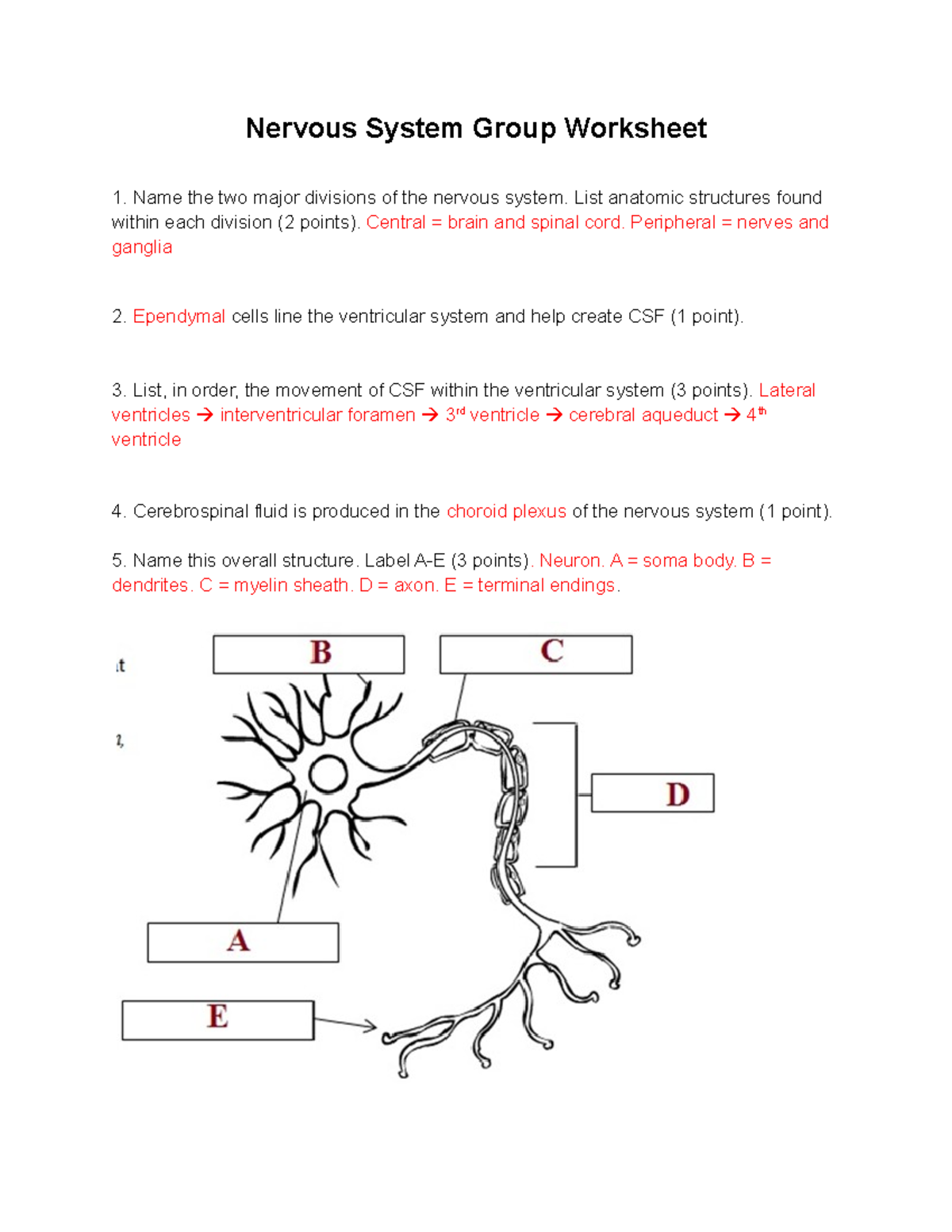 Nervous System Group Worksheet Key - Nervous System Group Worksheet ...