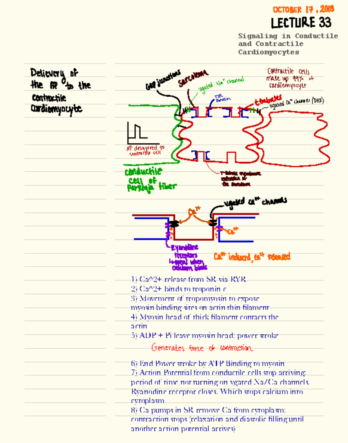 BMS 300 - Physiology - Warning: Error during font loading: XMLHttpRequest is not defined Warning ...