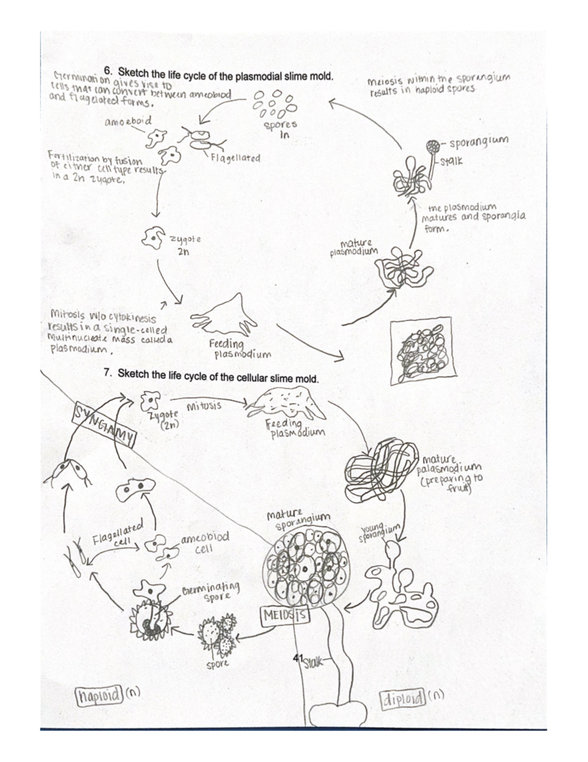6. Sketch the life cycle of the plasmodial slime mold - BY 124L - Studocu