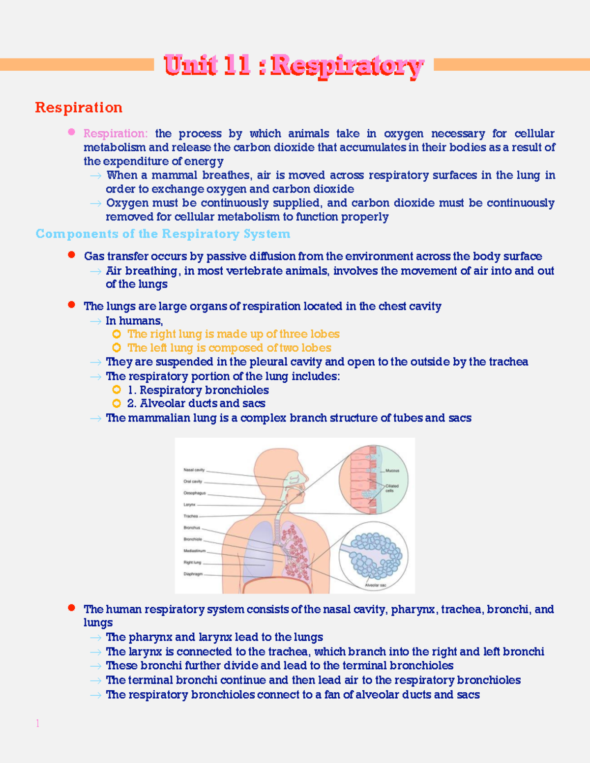 Unit 11 - Respiratory - F20 - Unit 11 : Respiratory Respiration ...