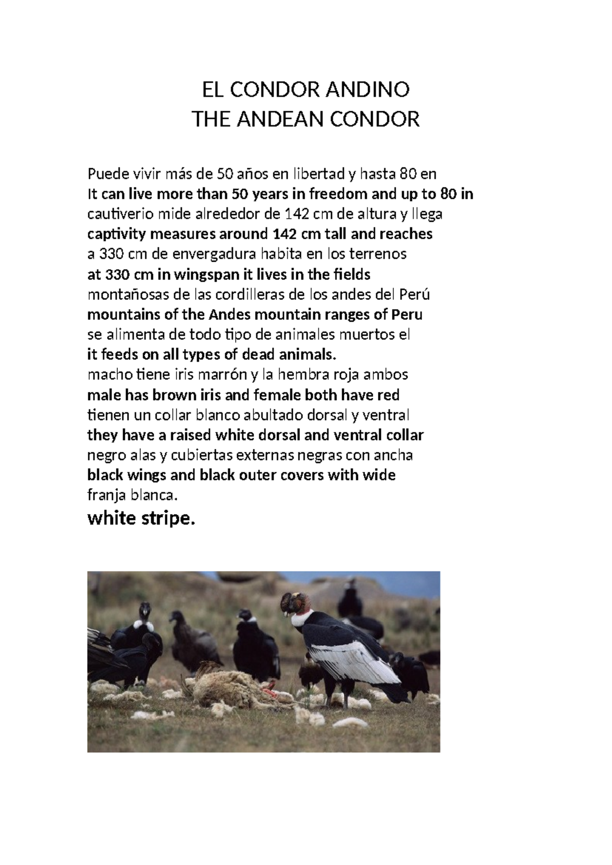 Tarea Ingles Ergasto - EL CONDOR ANDINO THE ANDEAN CONDOR Puede vivir ...