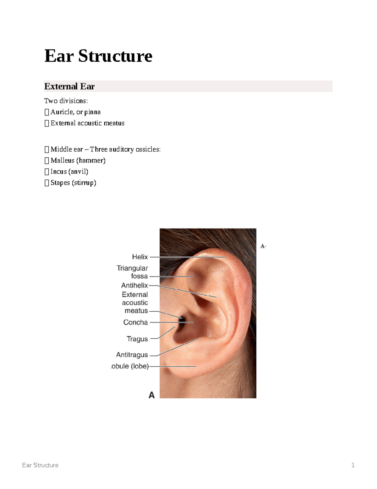 Ear Structure - Ear Structure External Ear Two divisions: ฀ Auricle, or ...