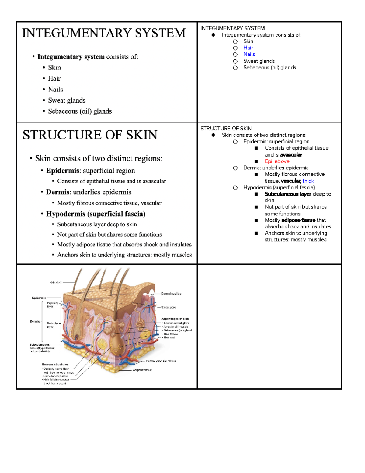 5 chap human anat - INTEGUMENTARY SYSTEM Integumentary system consists ...