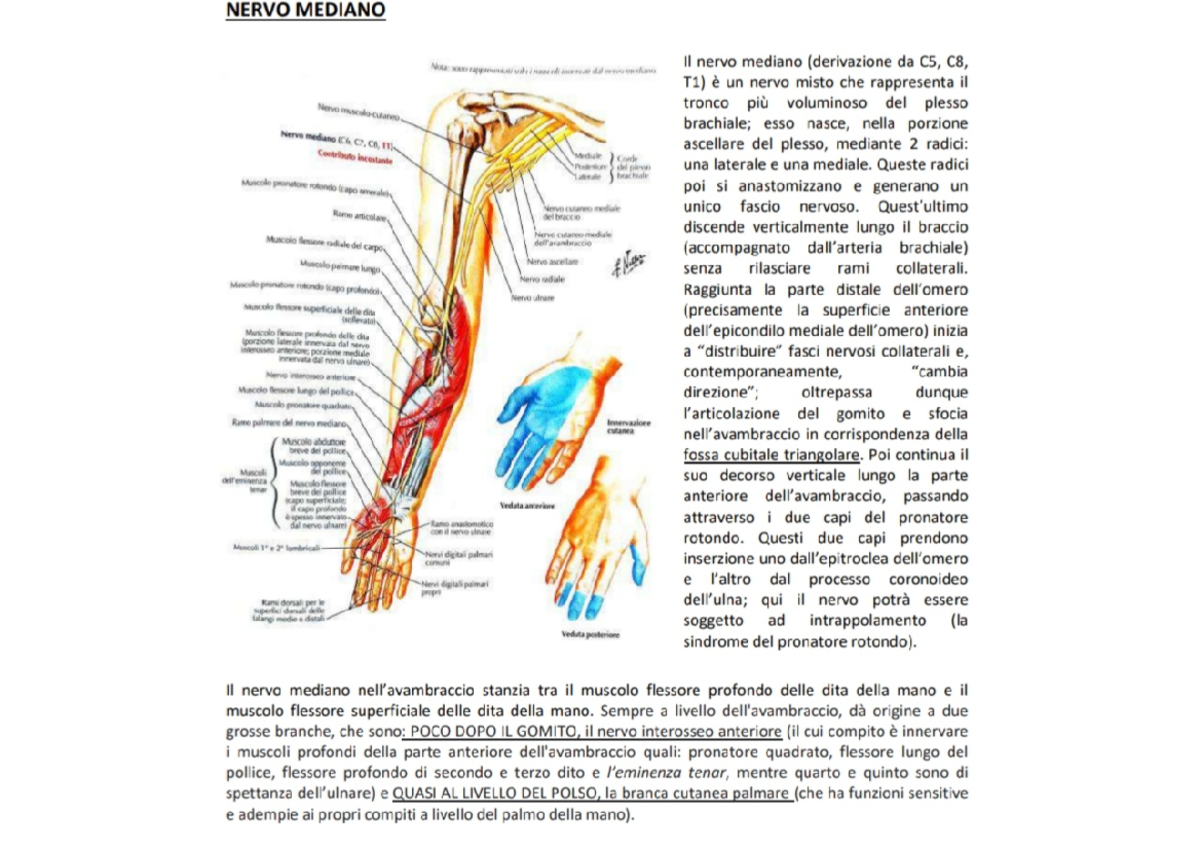 Nervo Mediano: Anatomia, Estrutura, Função – FYVISM