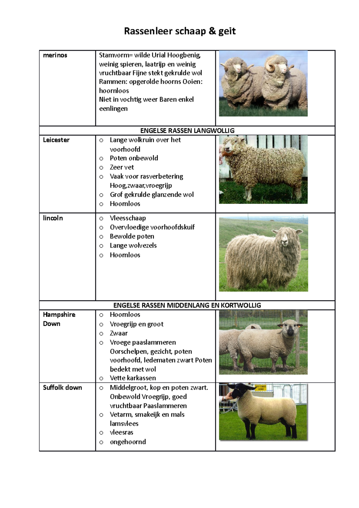 Rassenleer schaap - Onbewold Vroegrijp, goed vruchtbaar Paaslammeren o ...