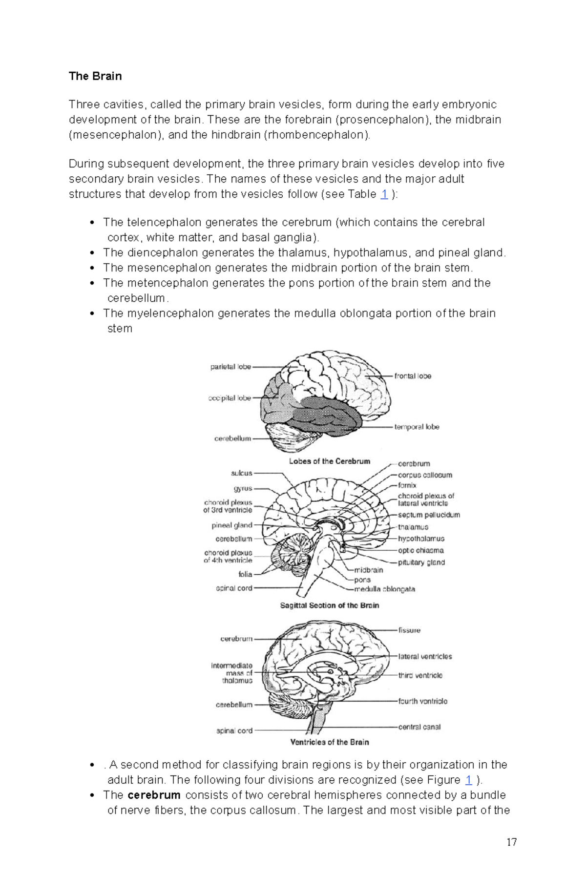 Anatomy and Physiology of the brain - The Brain Three cavities, called ...