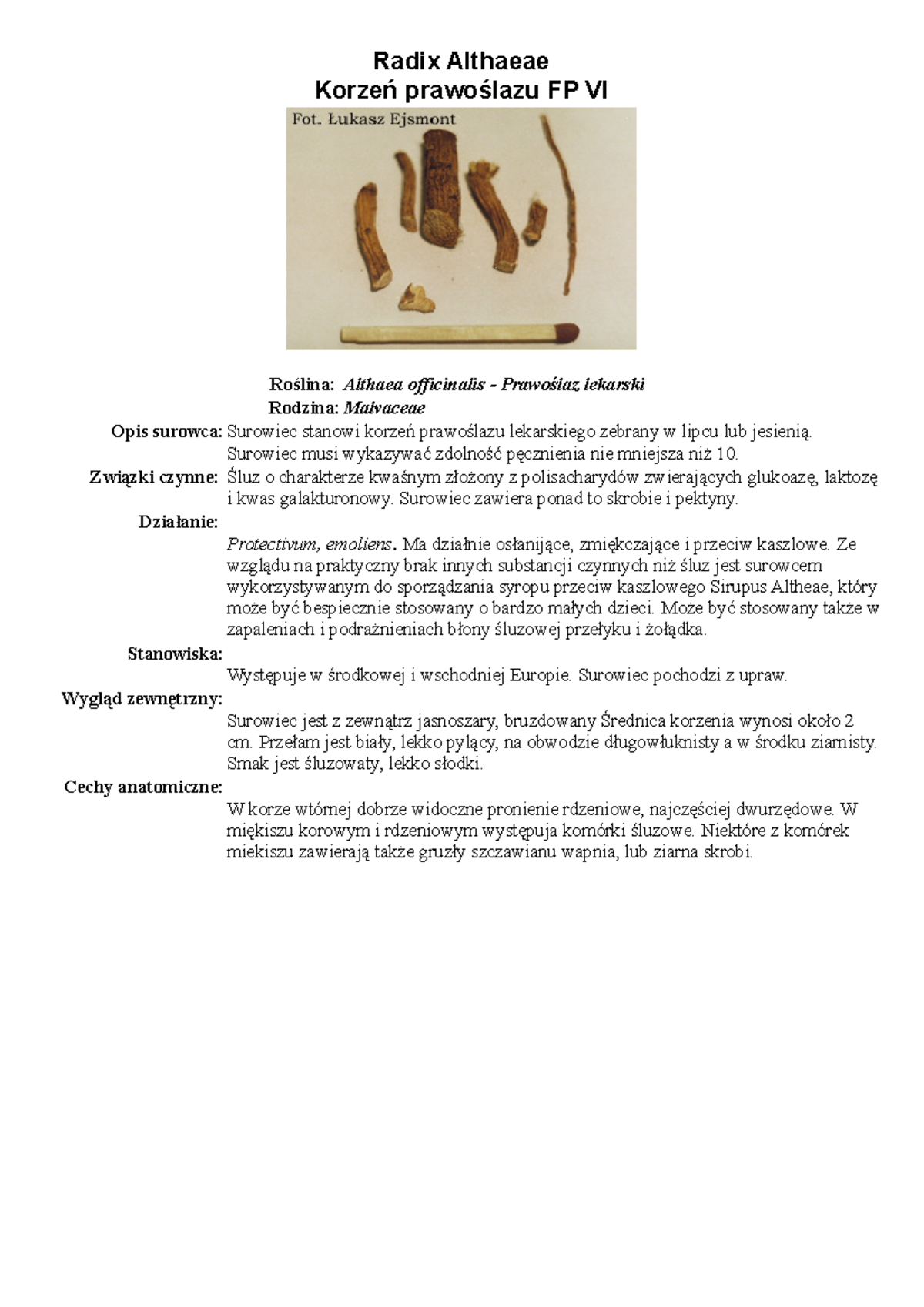 Radix Althaeae - Radix Althaeae Korzeń prawoślazu FP VI Roślina ...