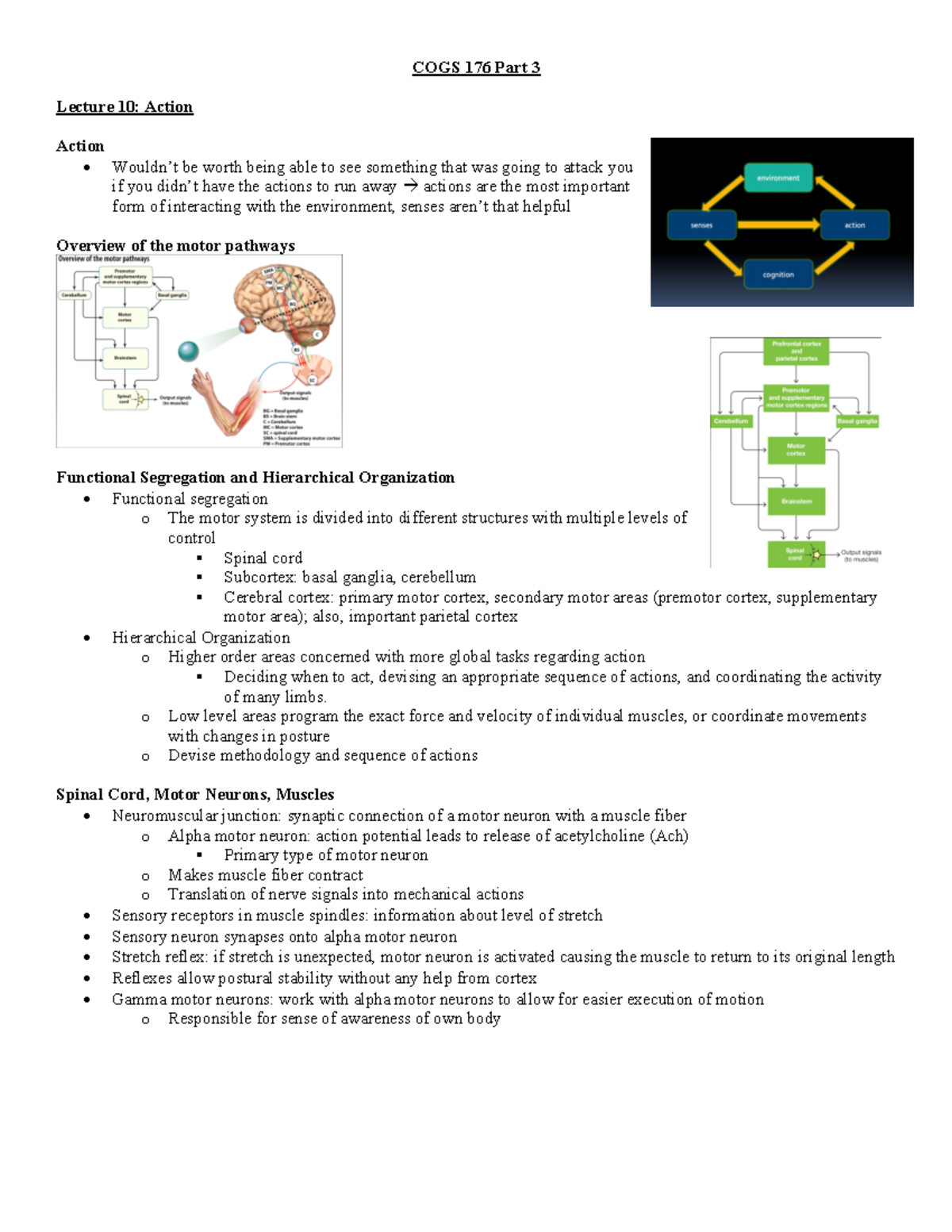 Cogs 176 Notes Part 3 Huperbach Cogs 176 Part 3 Lecture 10 Action Action Wouldnt Be
