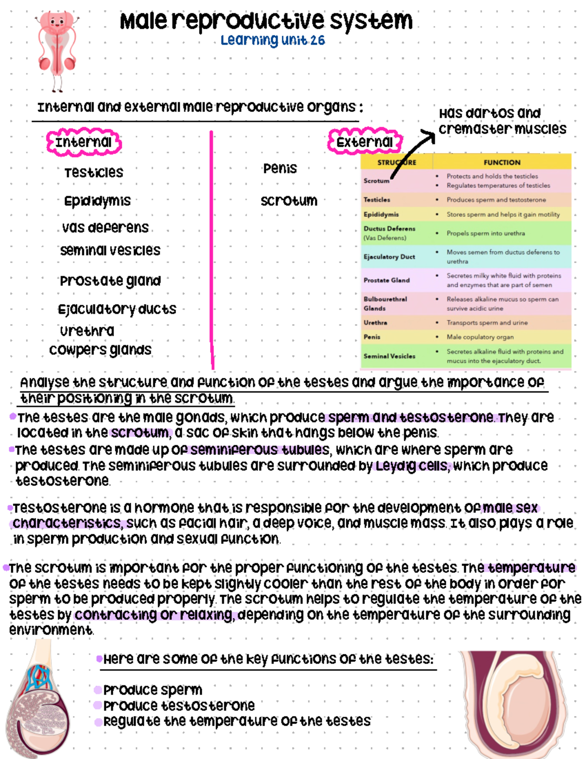 Male reproductive system Anatomy and physiology - ####### Male ...