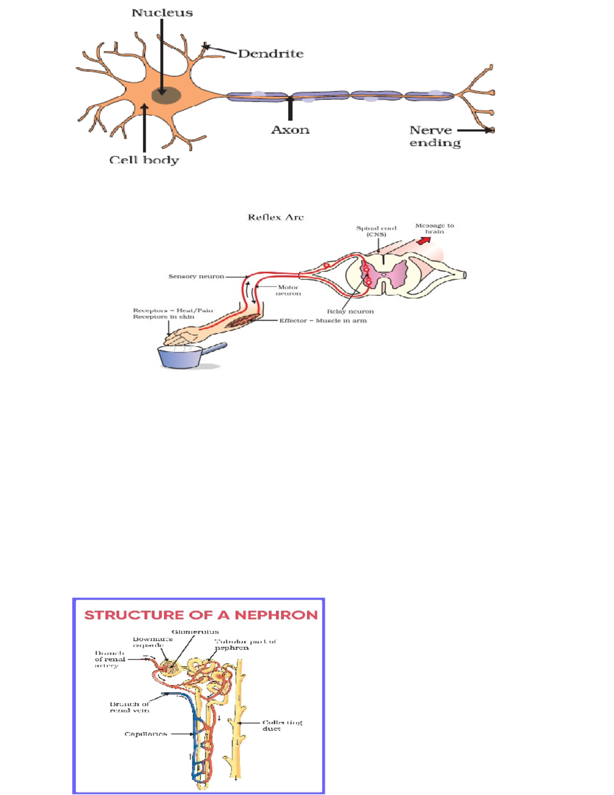 Digrams - bio diagrams - Dendrite Axon Nerve ending Cell body Reflex ...