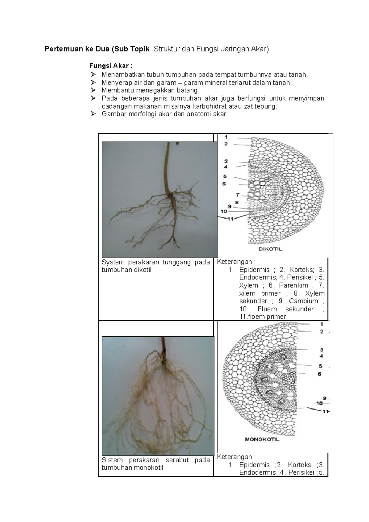 Pertemuan ke Dua akar - Pertemuan ke Dua (Sub Topik Struktur dan Fungsi ...