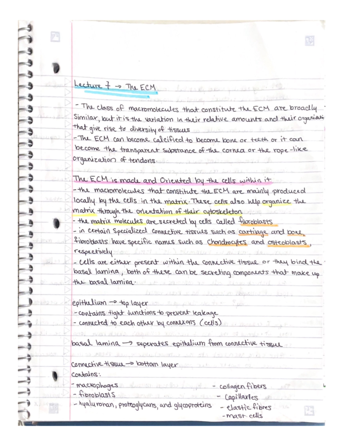 Lecture 7 → The ECM - Handwritten notes - MCB*3010 - Studocu