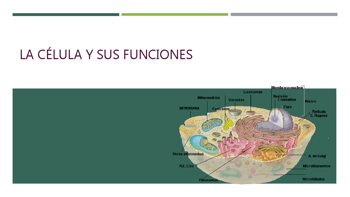 Lacelula - repaso de generalidades de la celula - Fisiología General ...