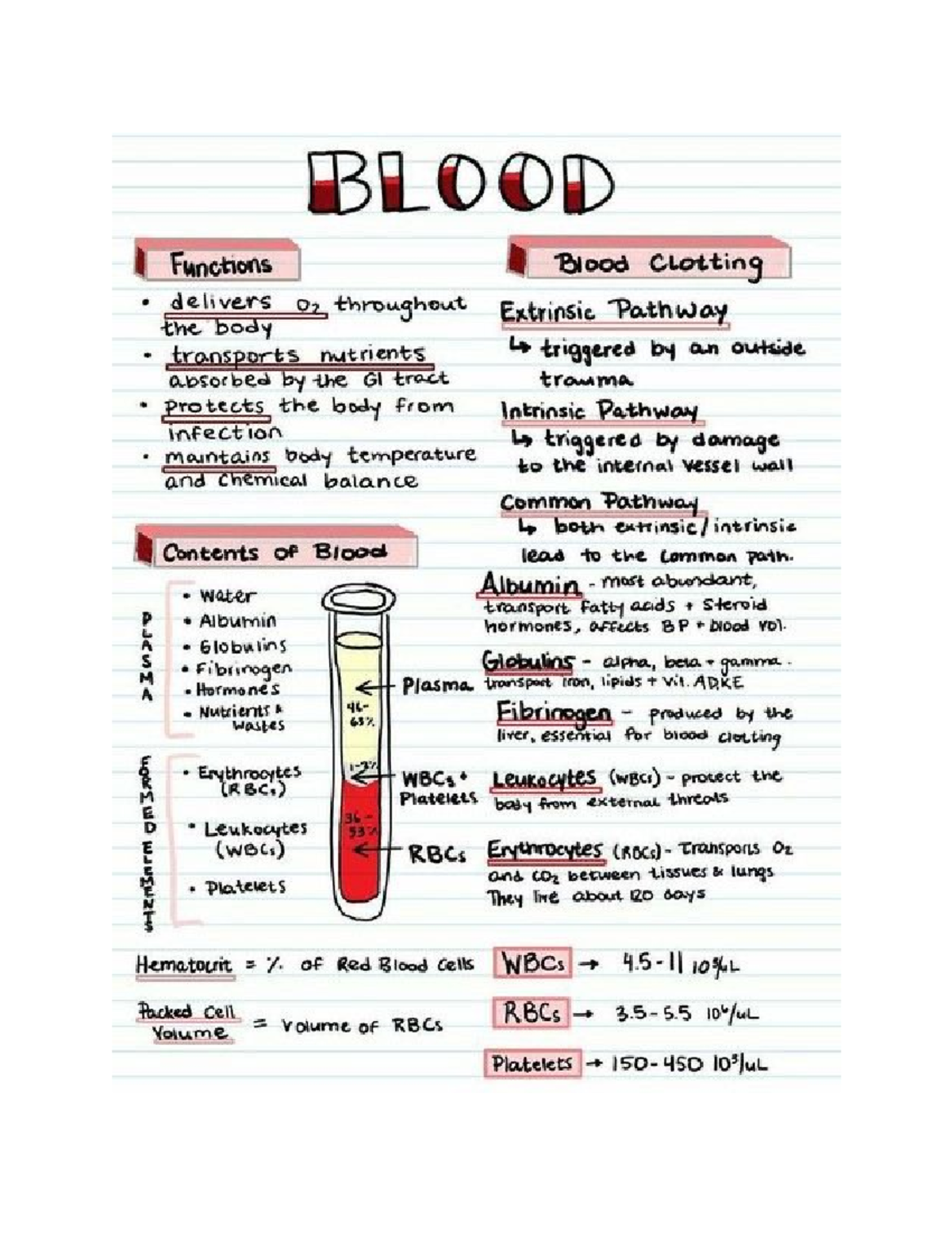 Blood Notes - ANAT-210 - Studocu