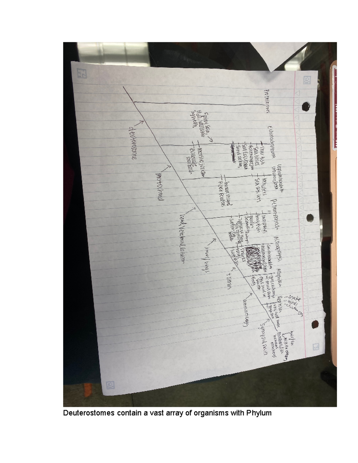Dsomes lab 8 - lab - Deuterostomes contain a vast array of organisms with Phylum Echinodermata ...