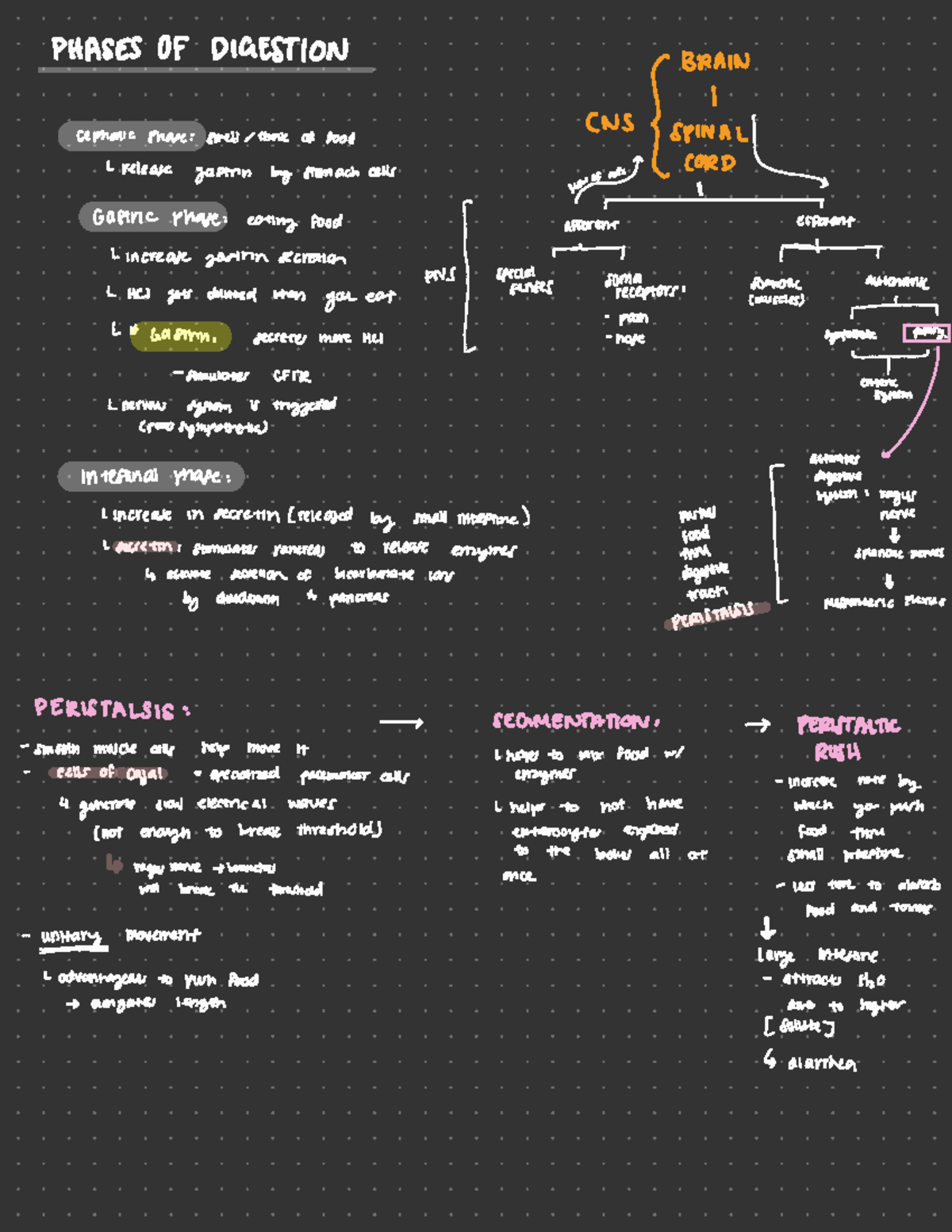 Digestive system 5 - Dr. Sumida - PHASES OF DIGESTION { ####### BRAIN ...
