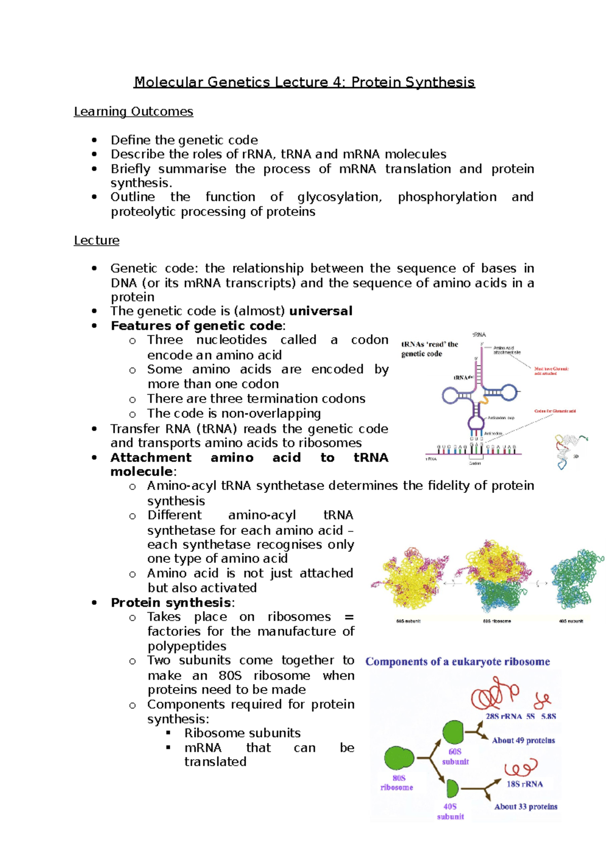 Genetics and Development Lecture 4 - Protein Synthesis - Molecular ...