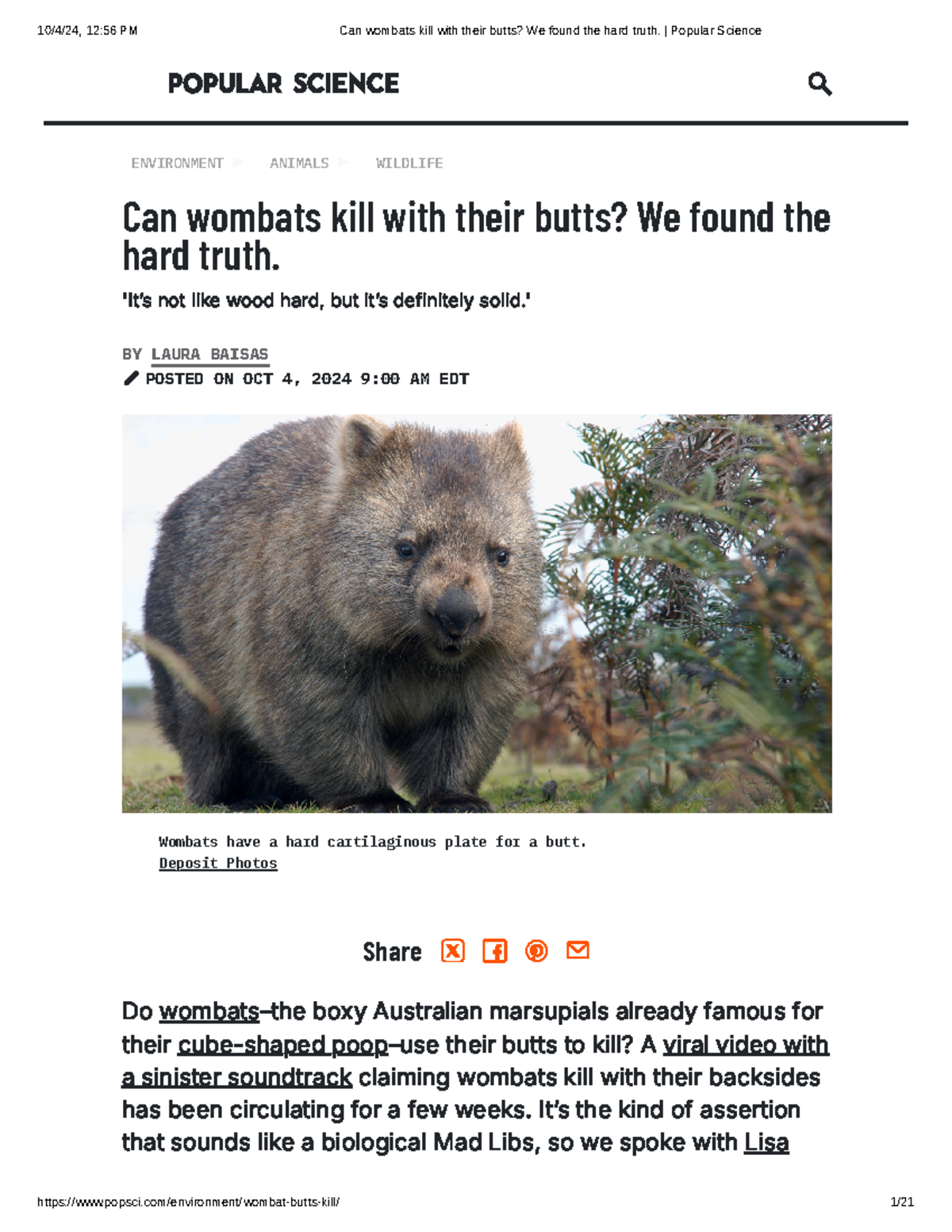 Can wombats kill with their butts We found the hard truth. Popular ...