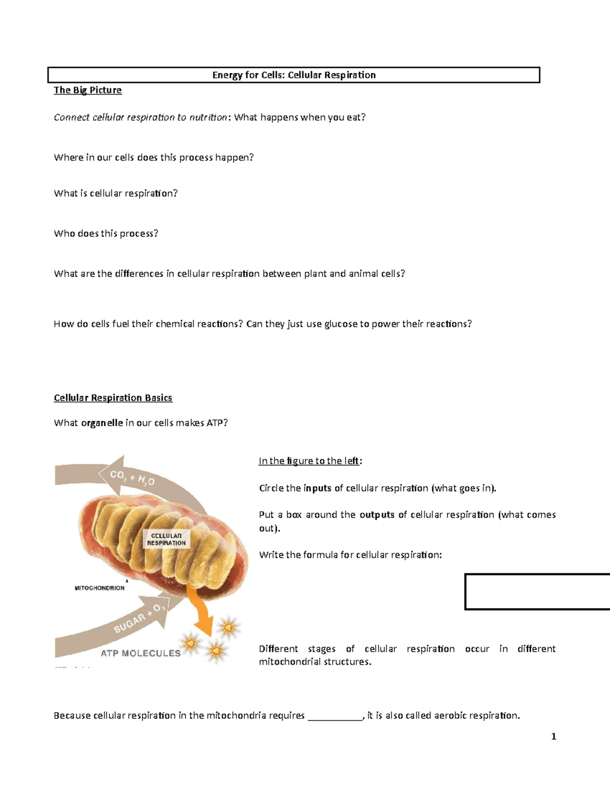 BIOL 1110 Respiration Outline FA21 - Energy for Cells: Cellular ...