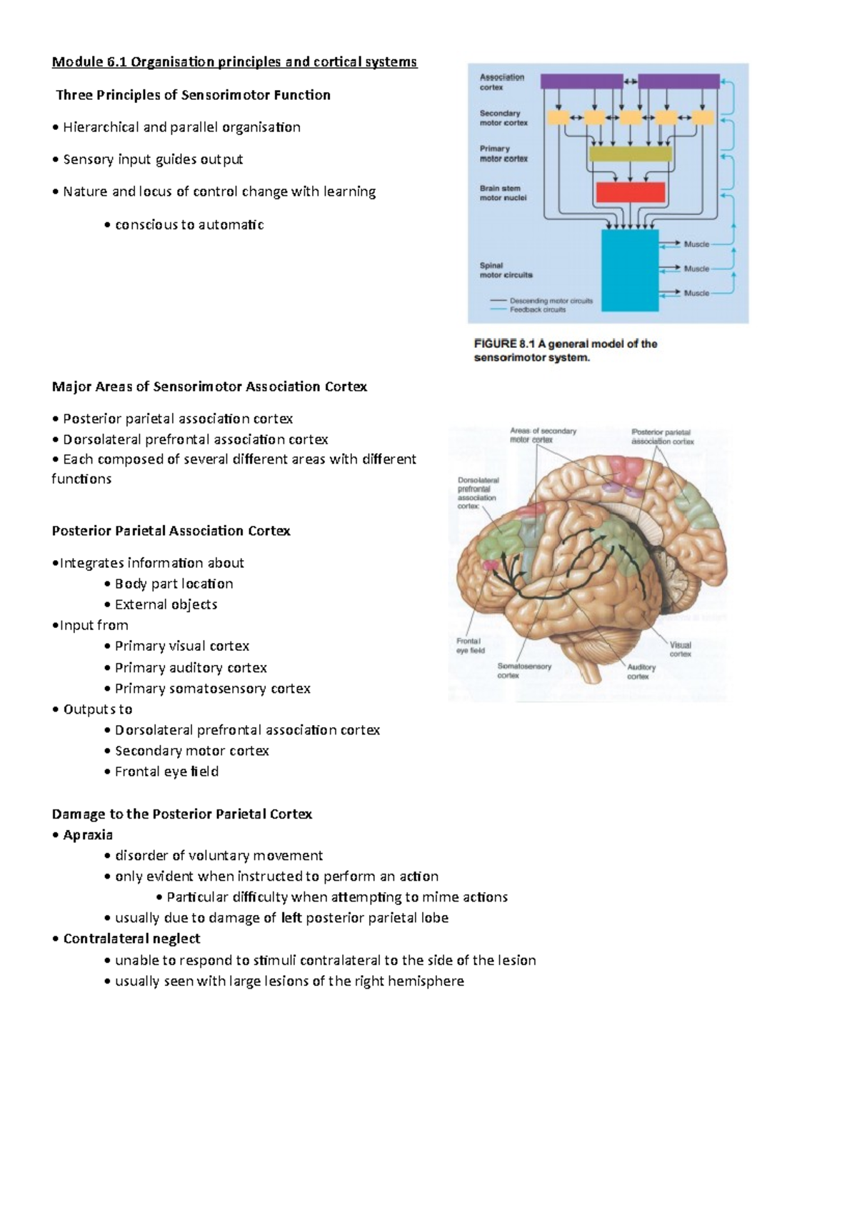 Week 6 Sensorimotor System - Module 6 Organisation principles and cortical systems Three ...