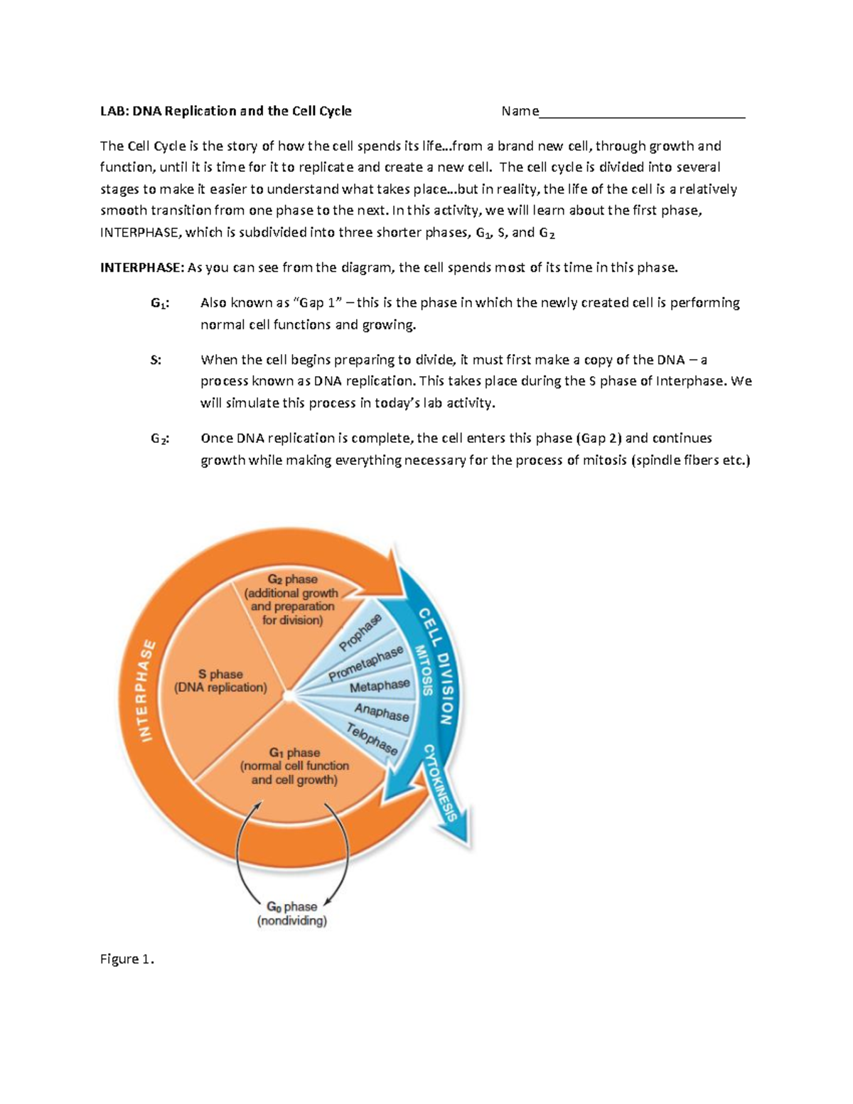 Cell Cycle, DNA Replication and Mitosis-11 - LAB: DNA Replication and ...
