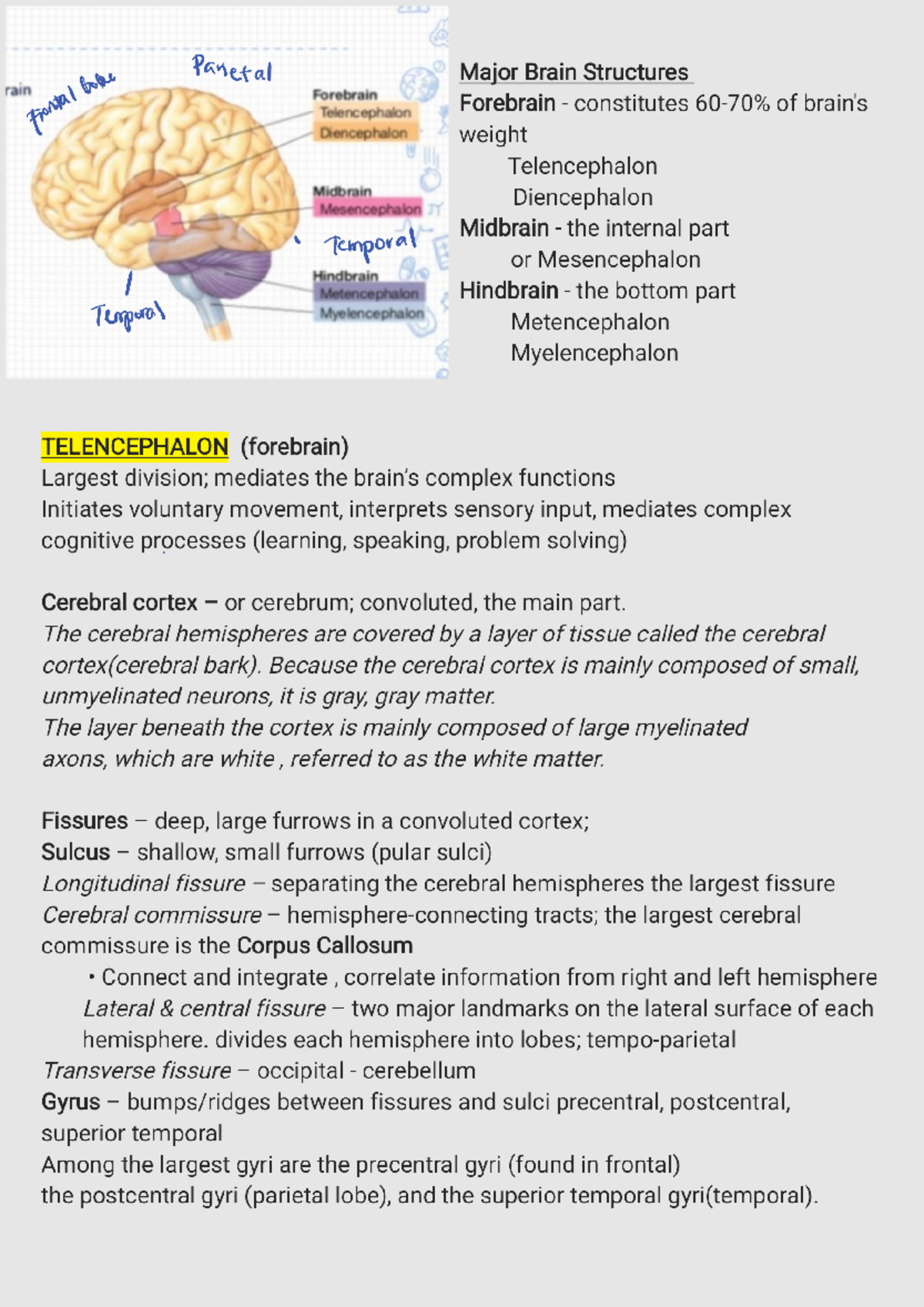 Structure-OF-THE- Brain- neuroanatomy - rain bobe Panetal Major Brain Structures Forebrain ...