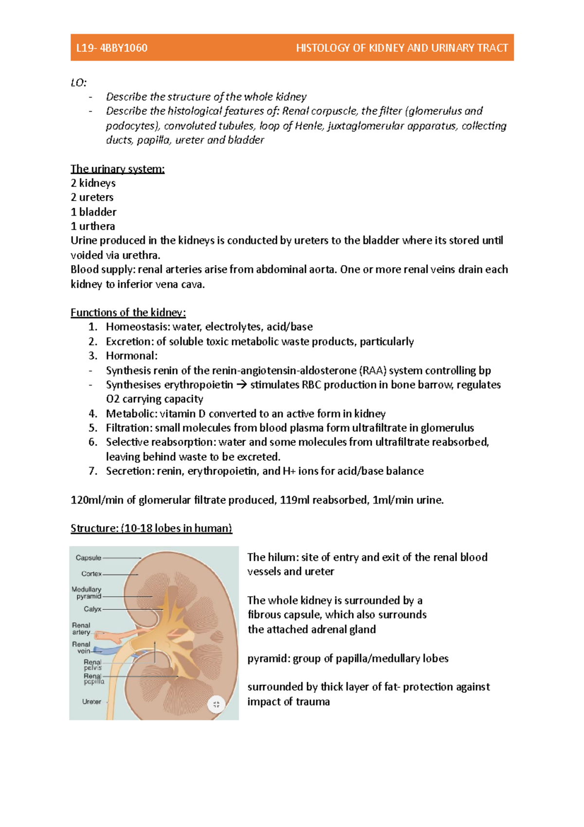 L19- Histology of kidney & urinary tract - L19- 4BBY1060 HISTOLOGY OF ...