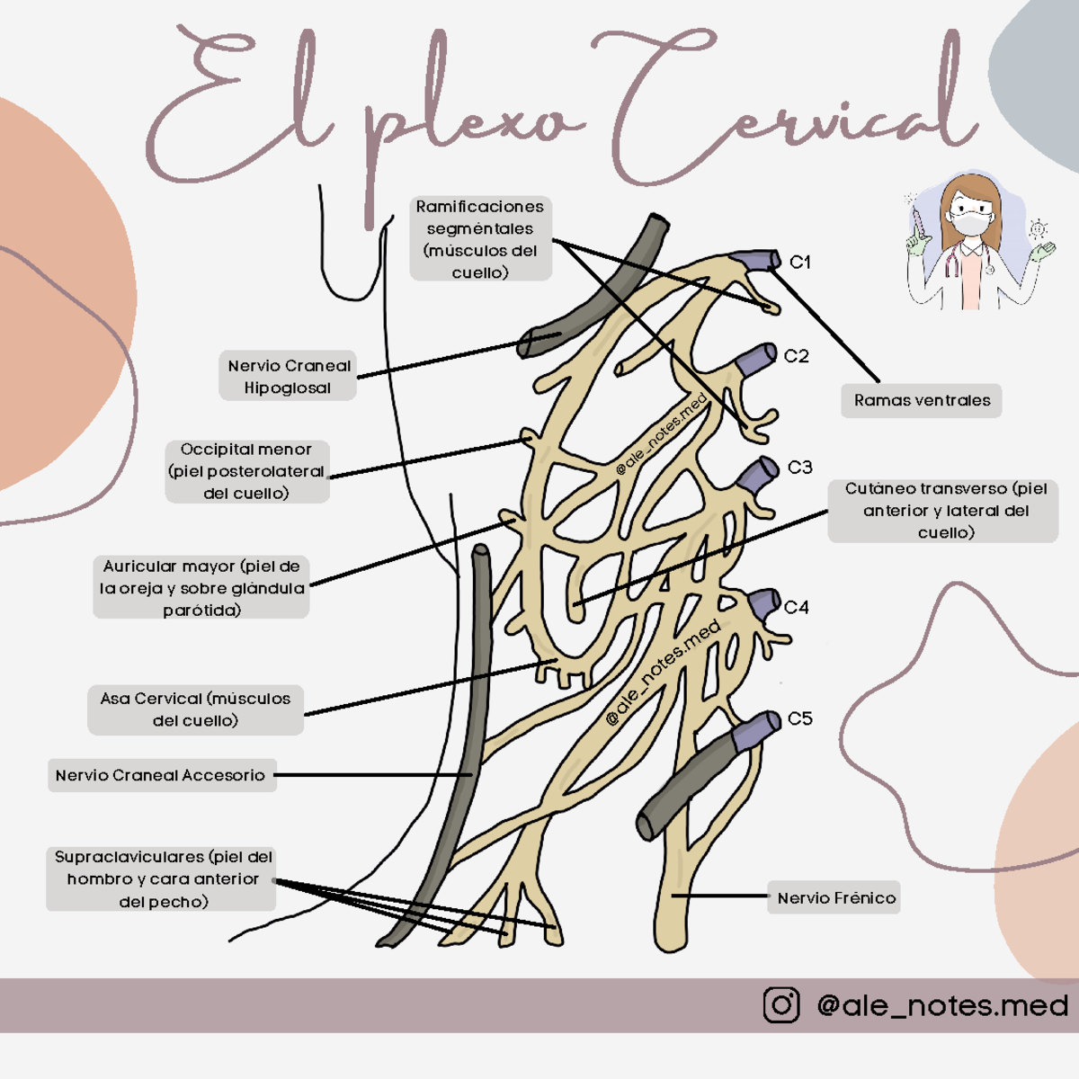 Plexo Cervical - Nervio CranealHipoglosal Nervio Craneal Accesorio C C ...