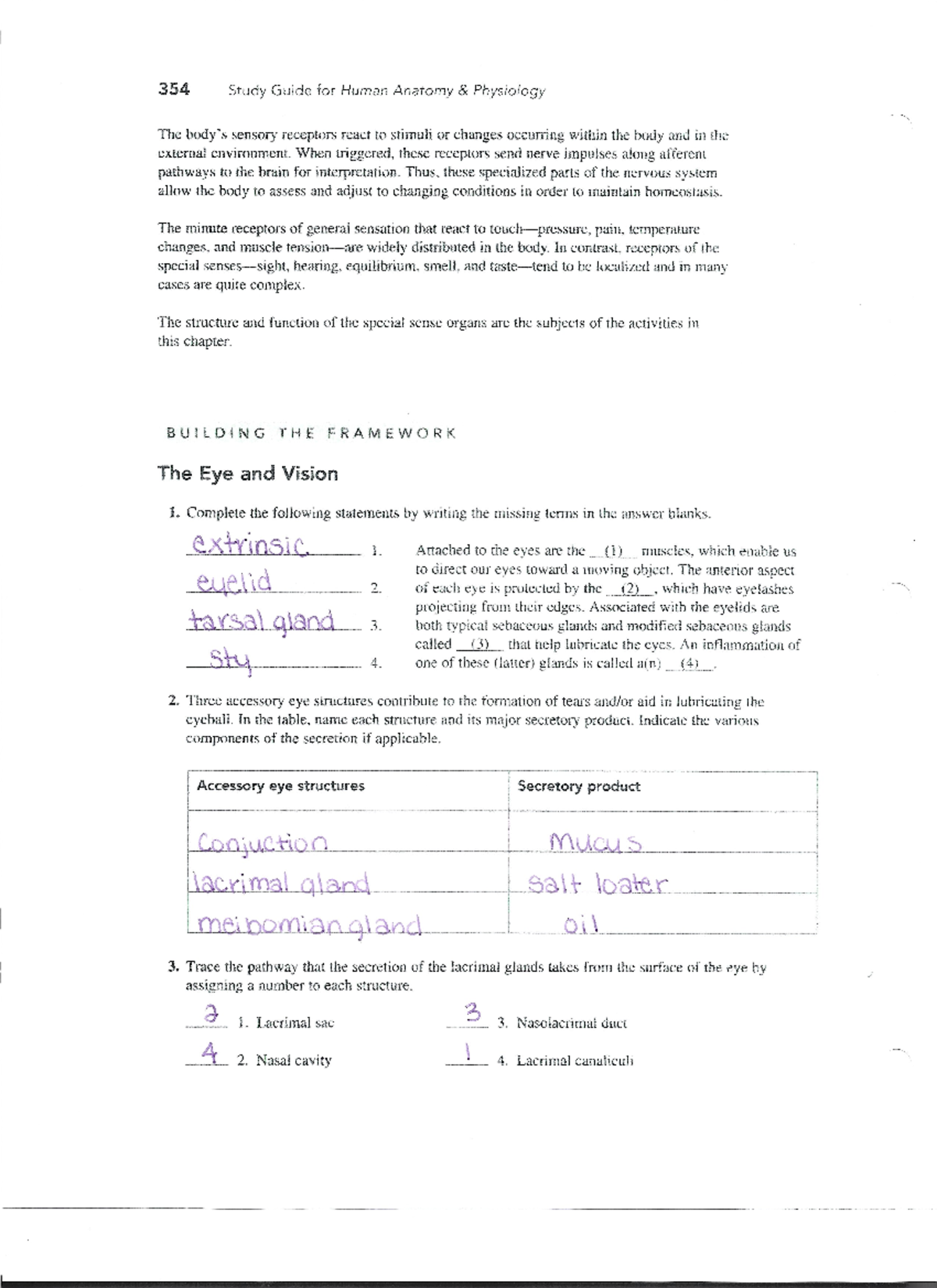 Bio Chap 15 packet - All about the brain and the special senses - 354 ...