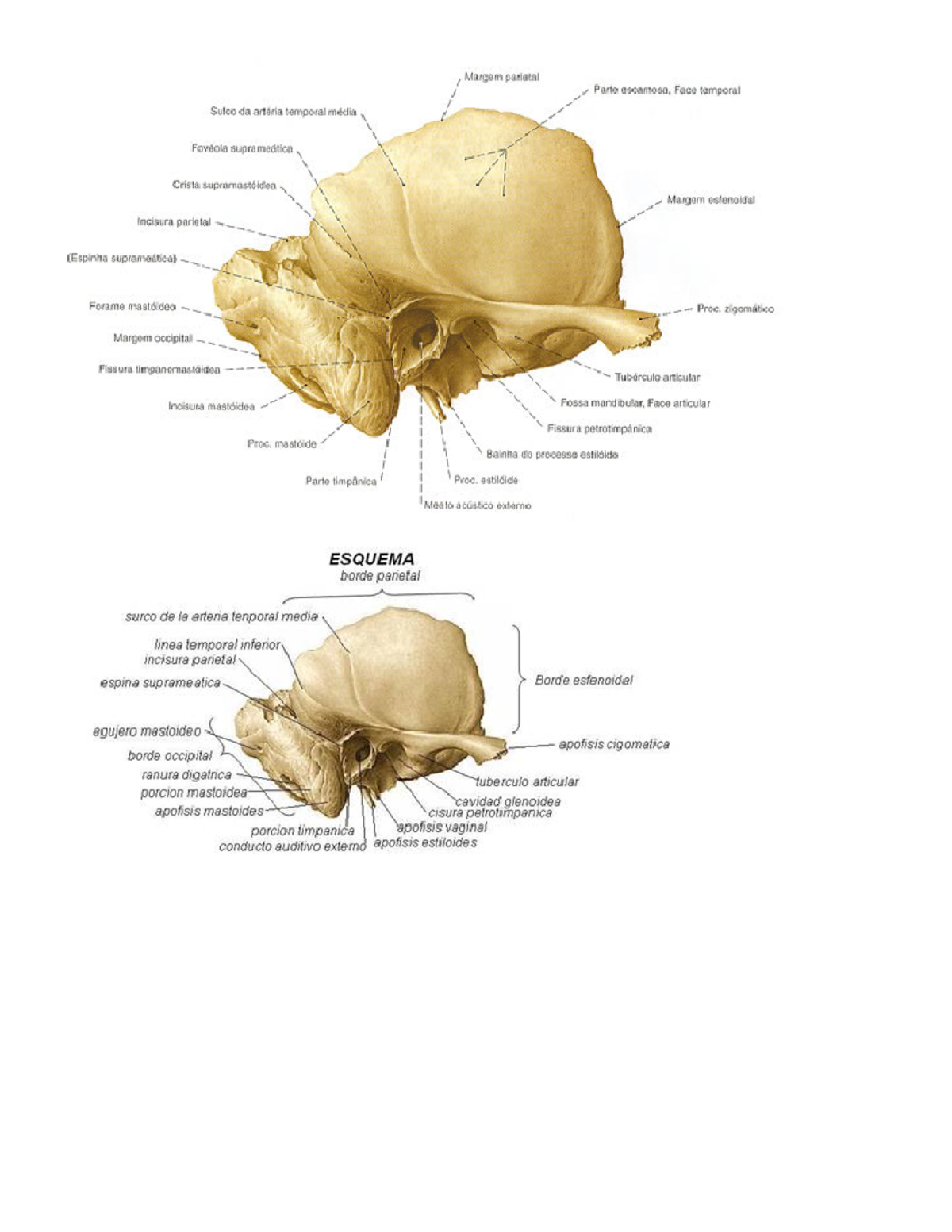 Hueso Temporal partes - Anatomía General - Studocu
