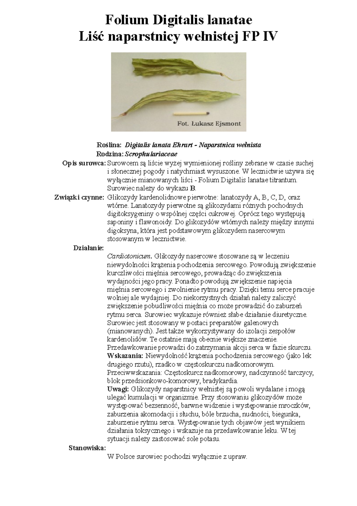 Folium Digitalis lanatae - Folium Digitalis lanatae Liść naparstnicy ...