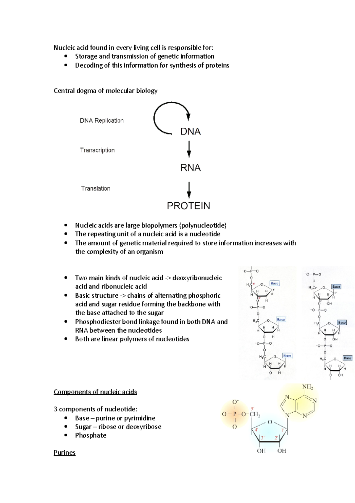1- DNA structure - Lecture notes 1+2 - Nucleic acid found in every ...
