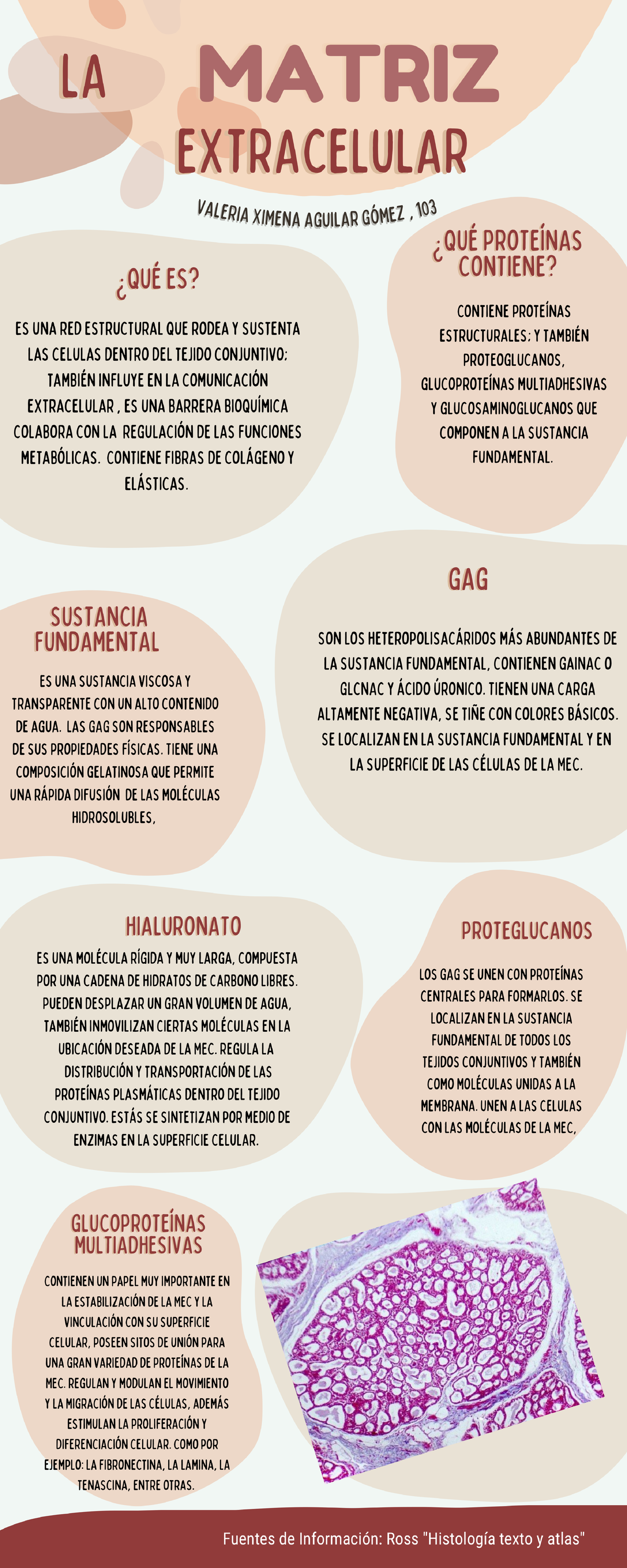 Matriz - Histologia - Studocu