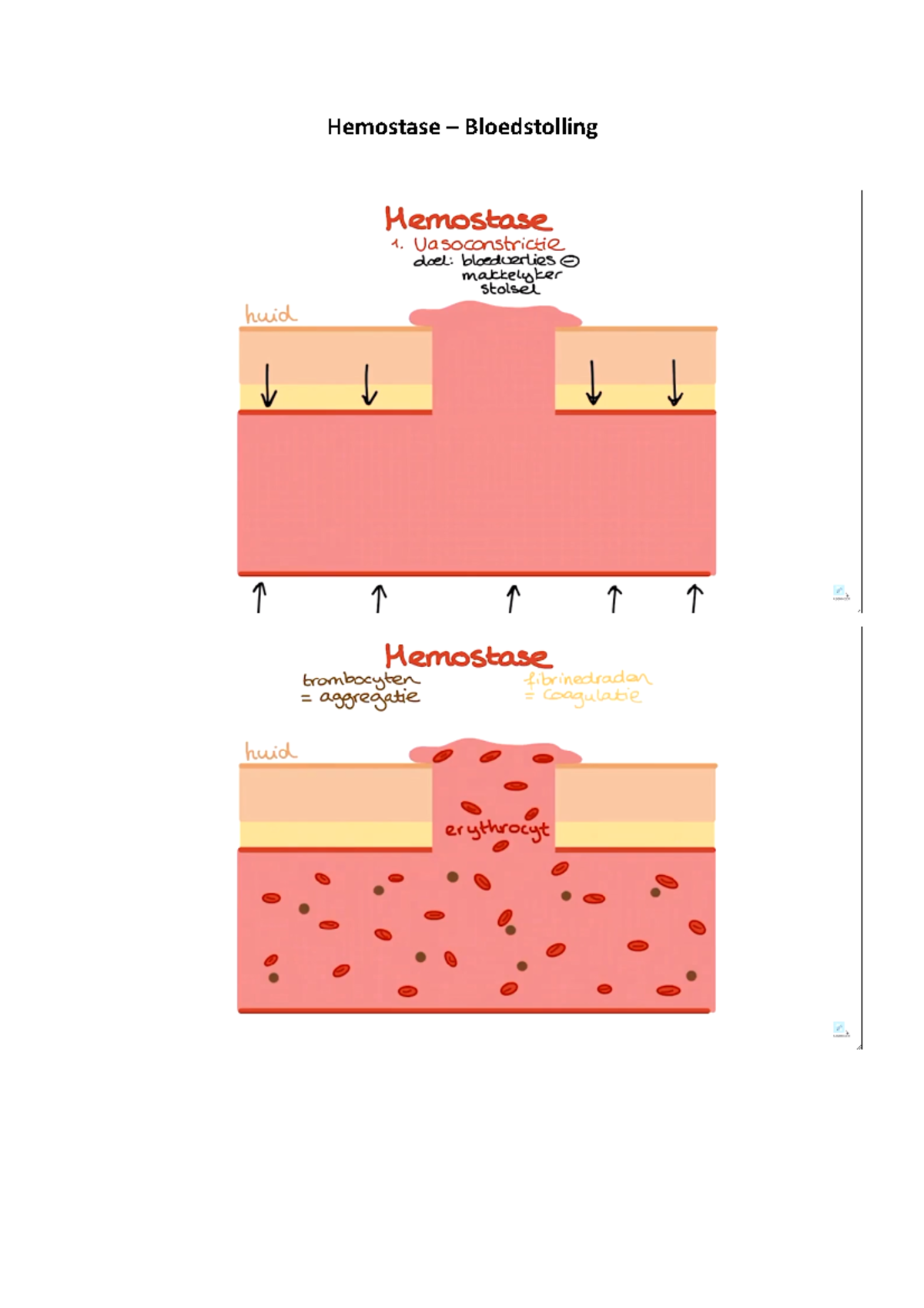 Hemostase (bloedstolling) H11 - Anatomie - Hemostase – Bloedstolling - Studocu
