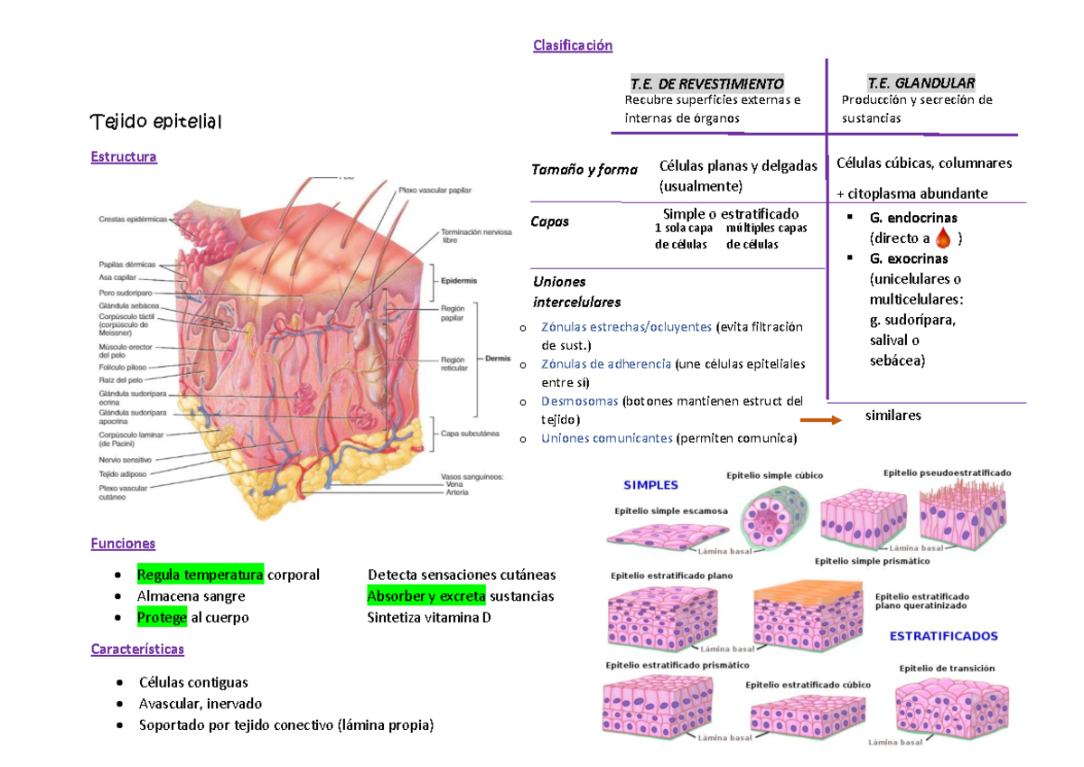 4 tejidos básicos - sesión 4 - Tejido epitelial Estructura Funciones • Regula temperatura ...