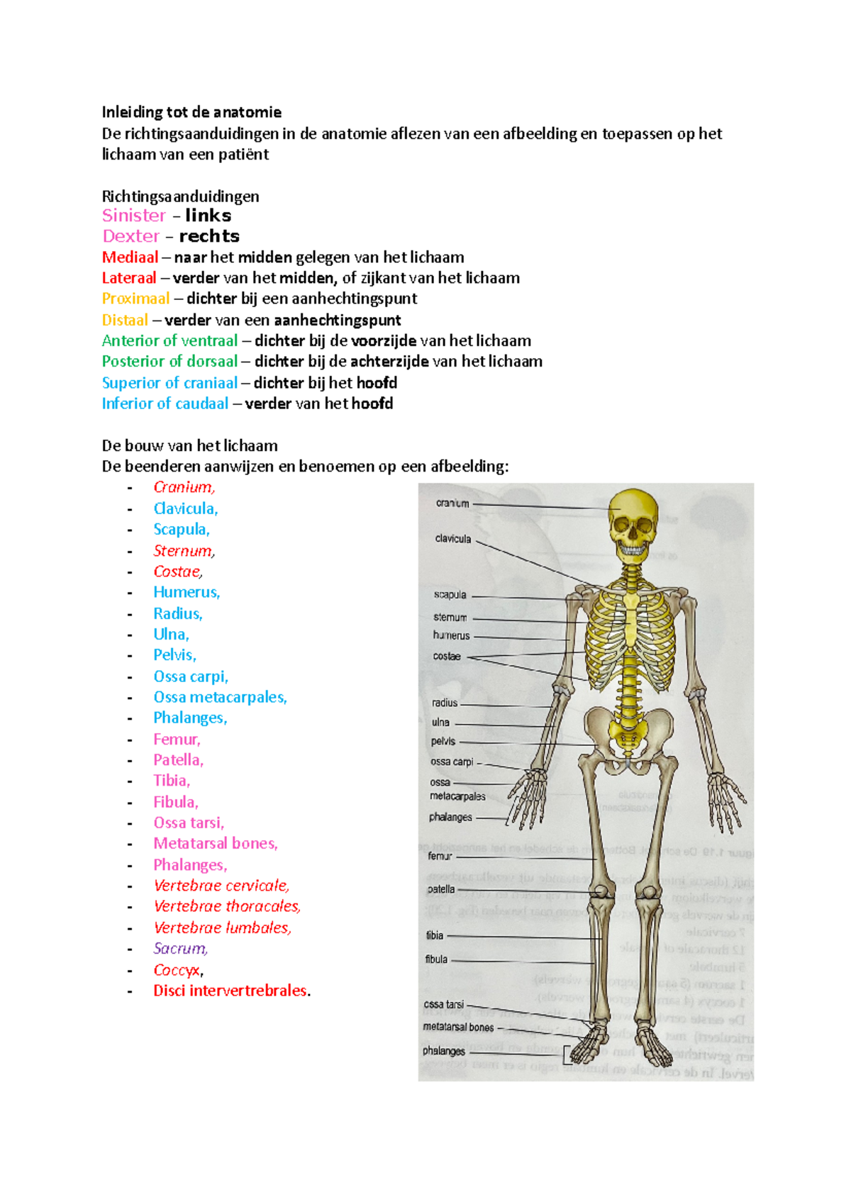 Anatomie botten - Inleiding tot de anatomie De richtingsaanduidingen in ...