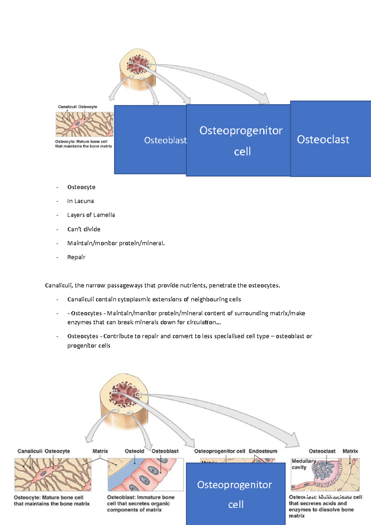 Bio Note 26 - Lecture notes 7-10 - Osteocyte In Lacuna Layers of ...