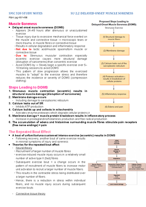 Cardiovascular Responses to Altitude (Brainstorm Whiteboard) (Worksheet ...