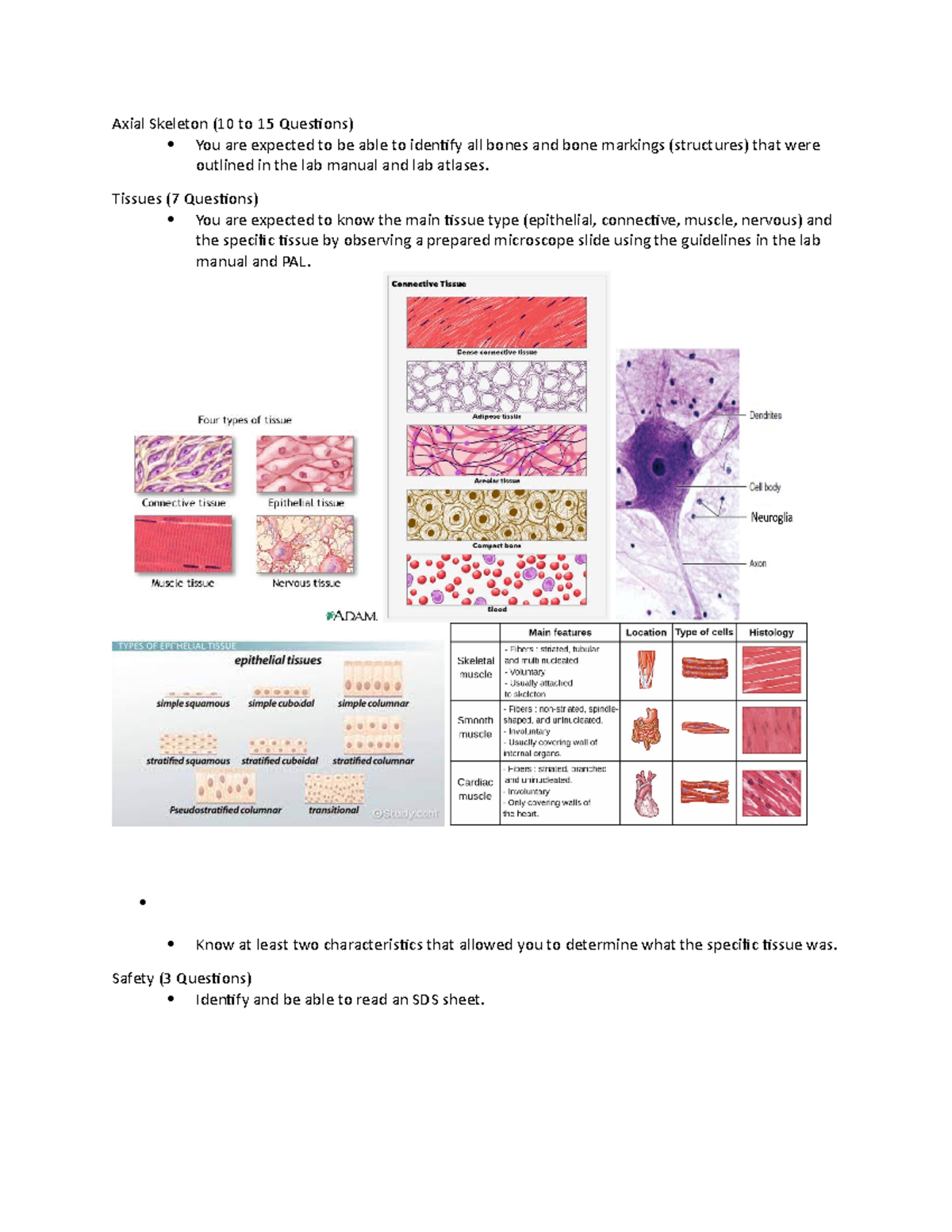 Lab practical study guide - Axial Skeleton (10 to 15 Questions) You are ...