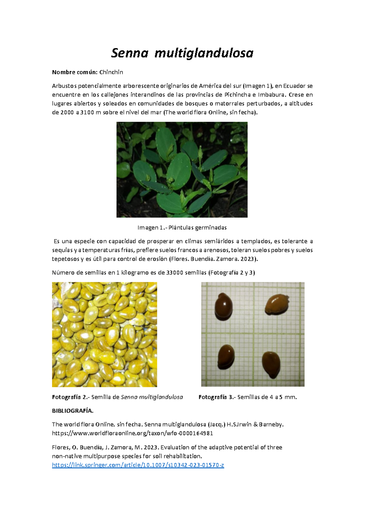 Senna multiglandulosa - Senna multiglandulosa Nombre común: Chinchin ...