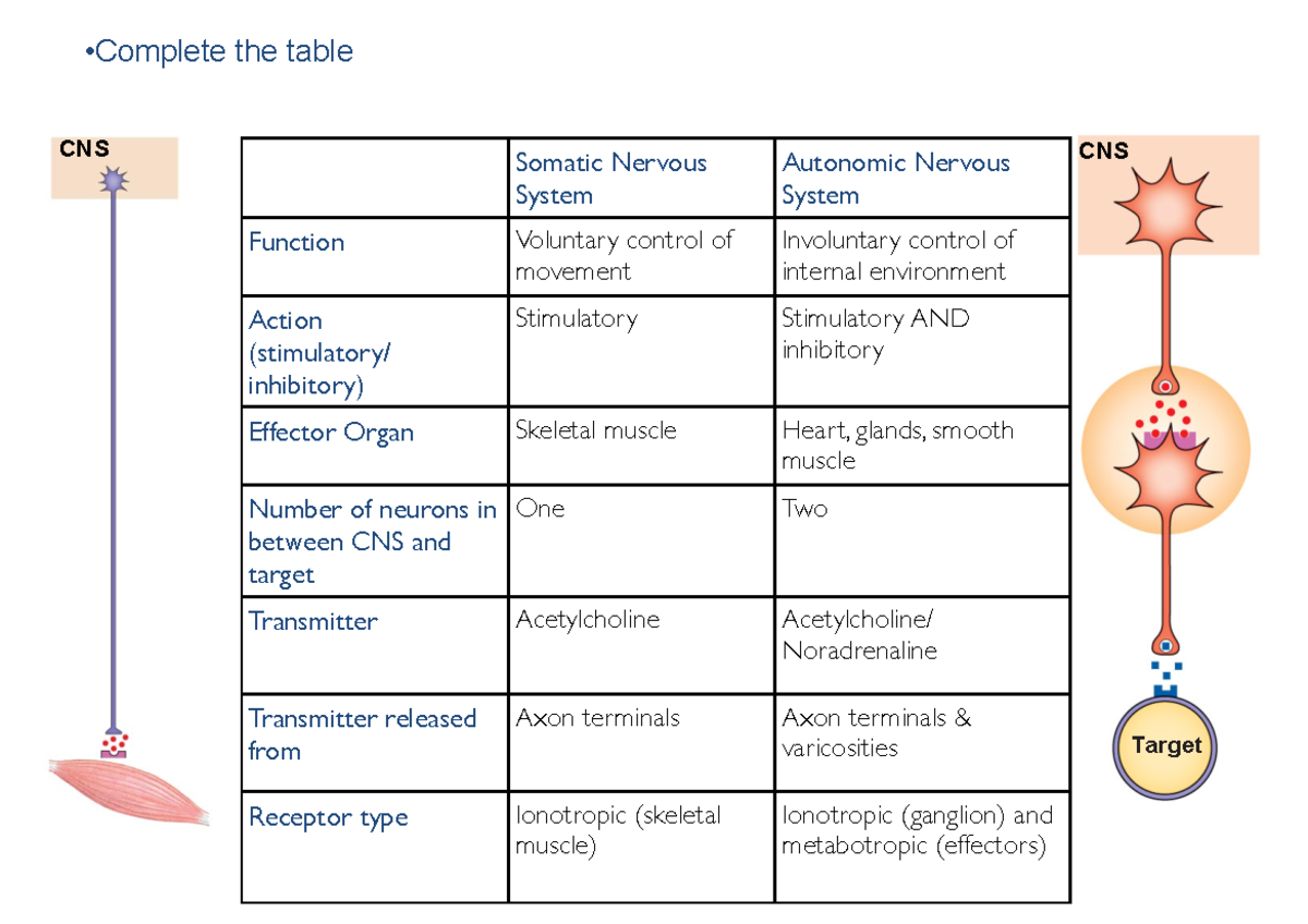 ANS worksheet Answers - CNS Target Somatic Nervous System Autonomic ...