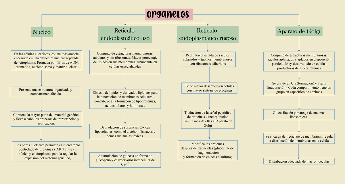 Organelos membranosos, RER, REL, Nucleo y mitocondria - Organelos Núcleo Reticulo endoplasmático ...