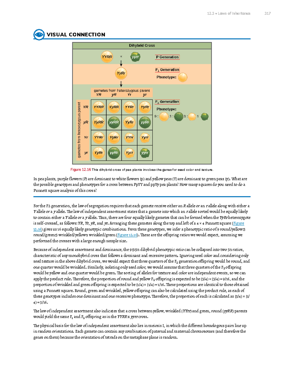 Chapter 12 Mendel's Experiments and Heredity Part 9 - VISUAL CONNECTION ...