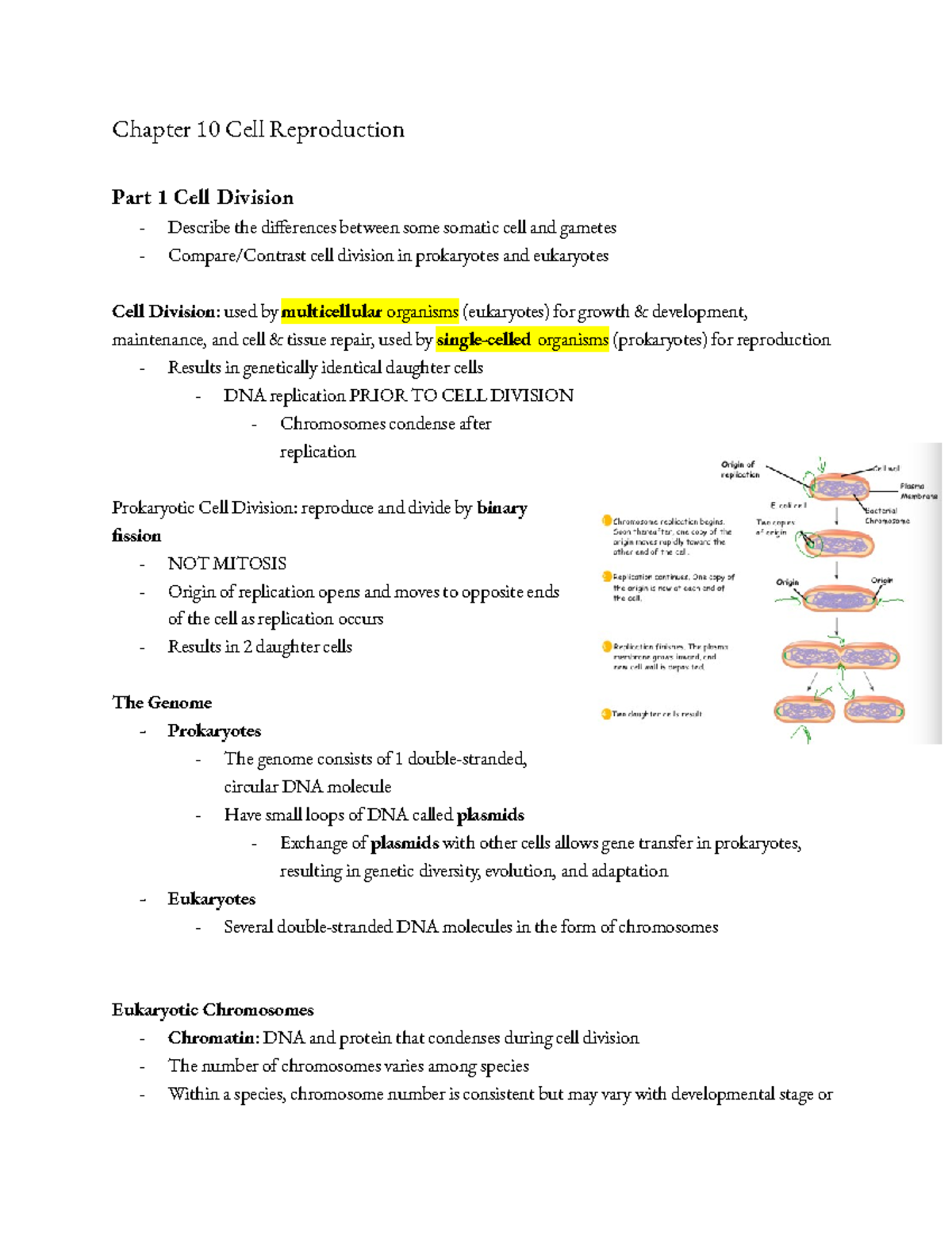 Chapters 10, 11, 12, 13 Lecture Notes - Chapter 10 Cell Reproduction ...