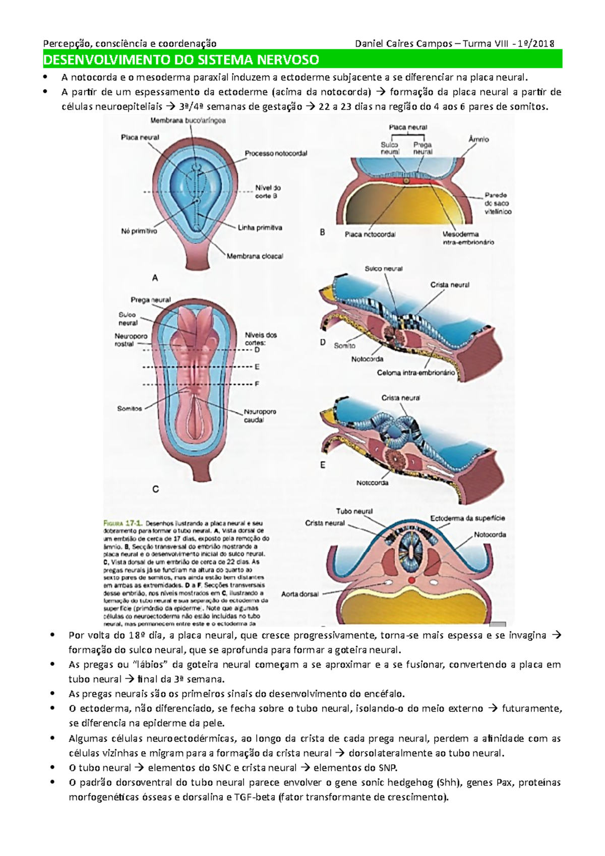 Desenvolvimento do SNC - DESENVOLVIMENTO DO SISTEMA NERVOSO A notocorda ...