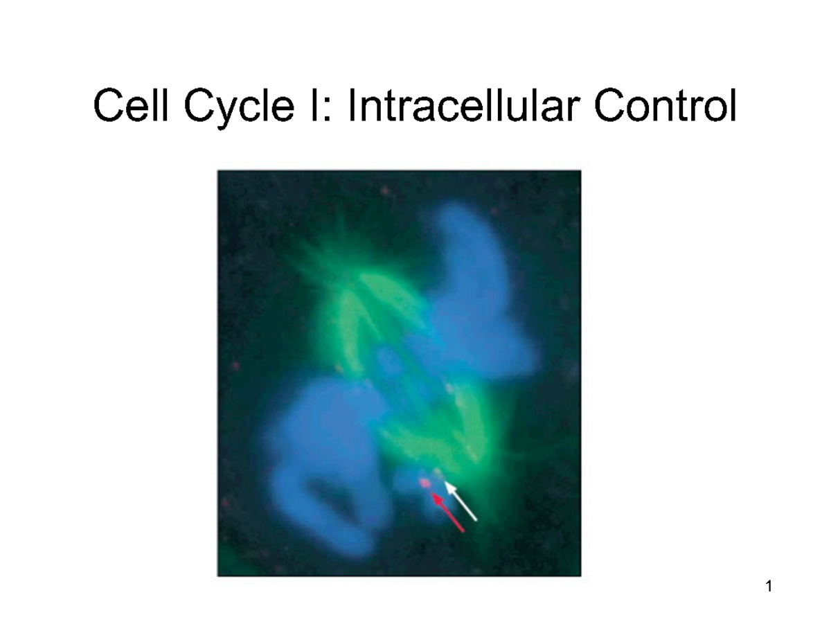 Lecture 7 Cell Cycle Intracellular 2022 - Cell Cycle I: Intracellular ...