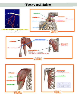 Annales anatomie PASS 2020 21 - Anatomie - Studocu