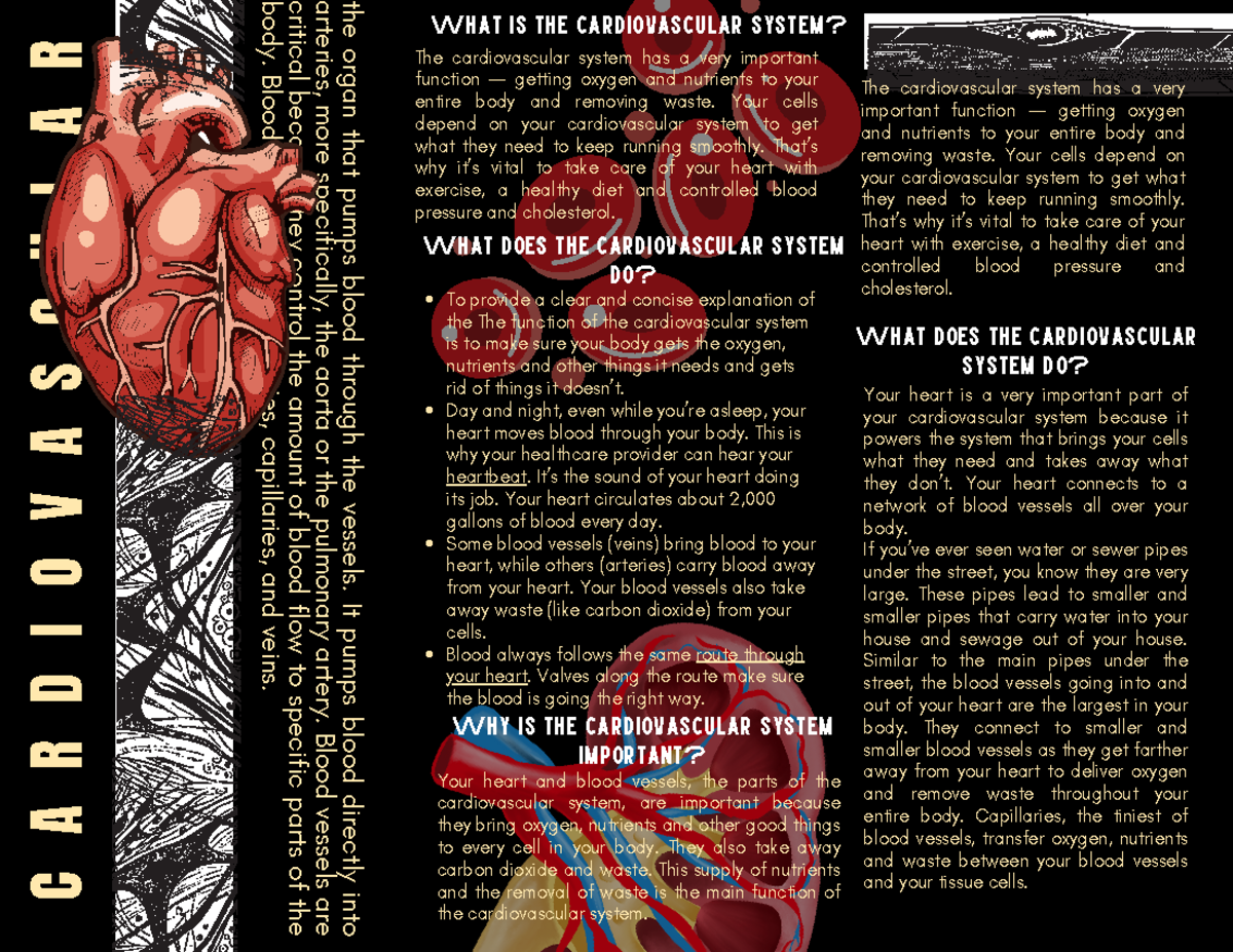 Group 1 - Cardiovascular System - C A R D I O V A S C U L A R body ...