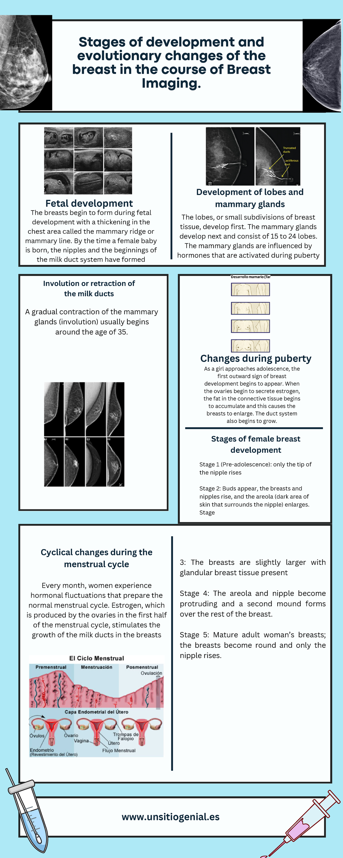Stages of development and evolutionary changes of the breast in the course of Breast Imaging ...