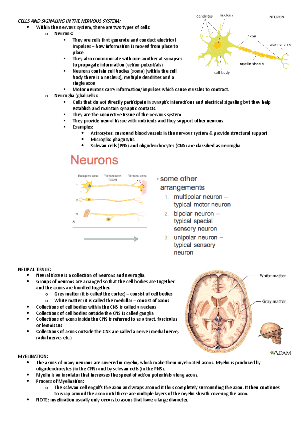 Lecture notes, lecture All - CELLS AND SIGNALING IN THE NERVOUS SYSTEM ...